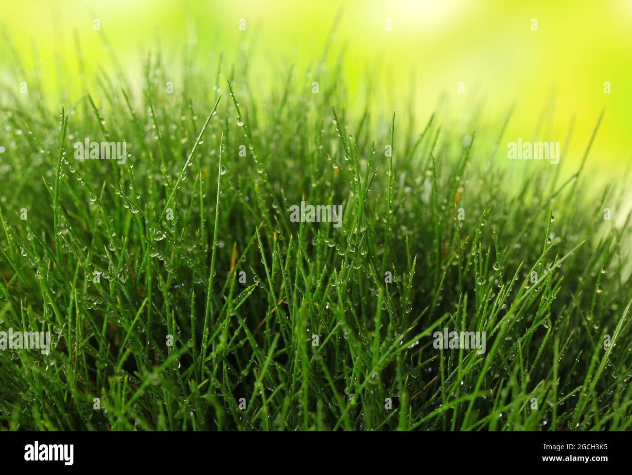 Beautiful green grass on nature background Stock Photo - Alamy
