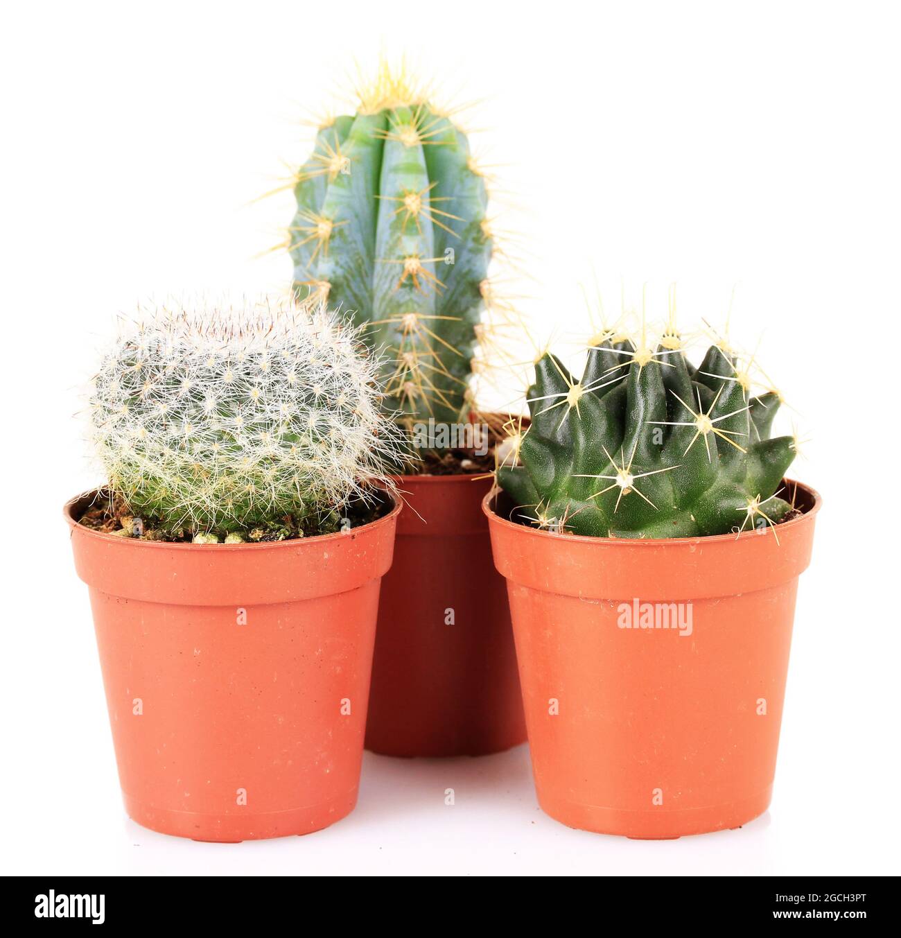 Collection of cactuses, isolated on white Stock Photo - Alamy