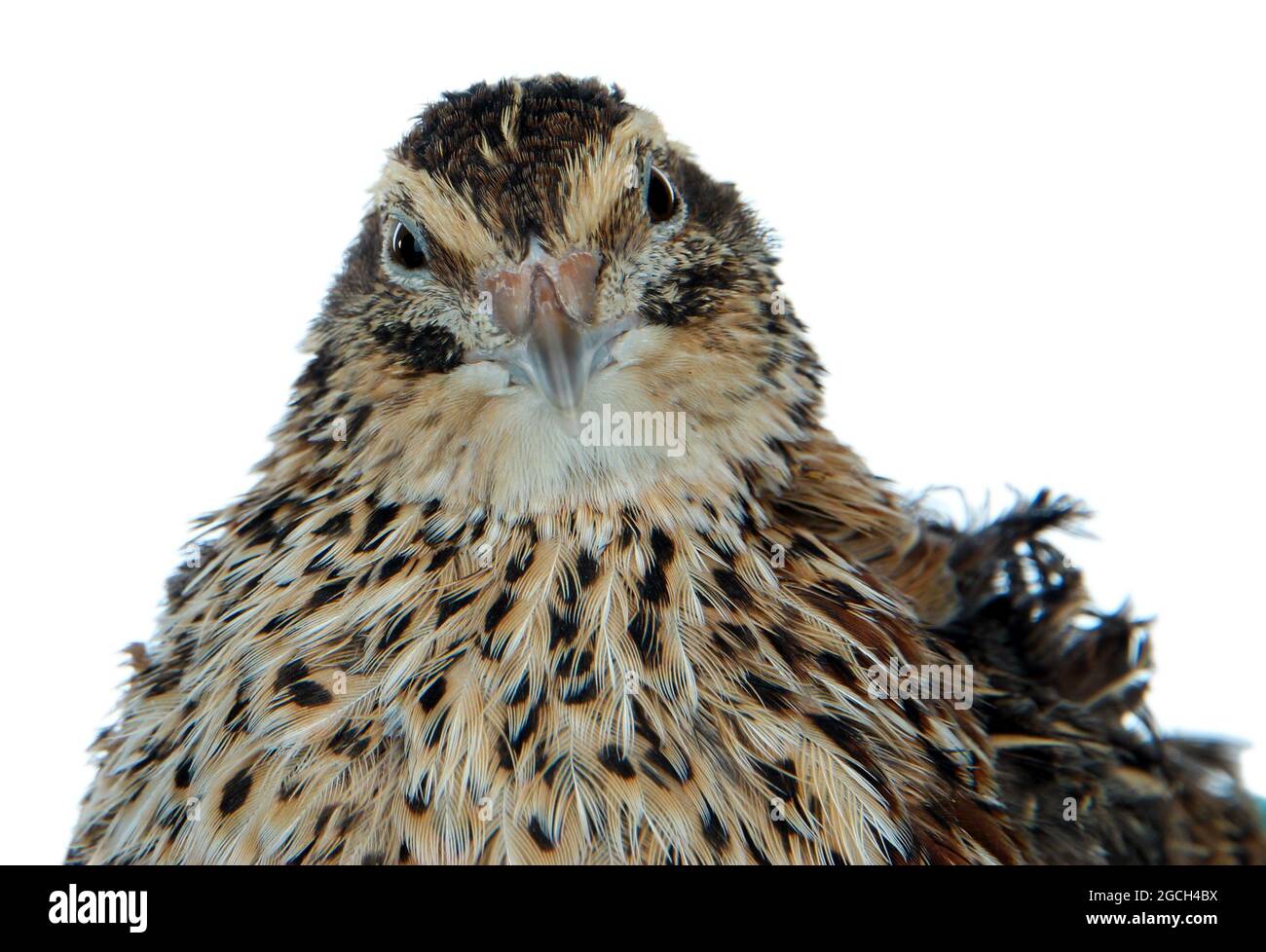 Young quail isolated on white Stock Photo - Alamy