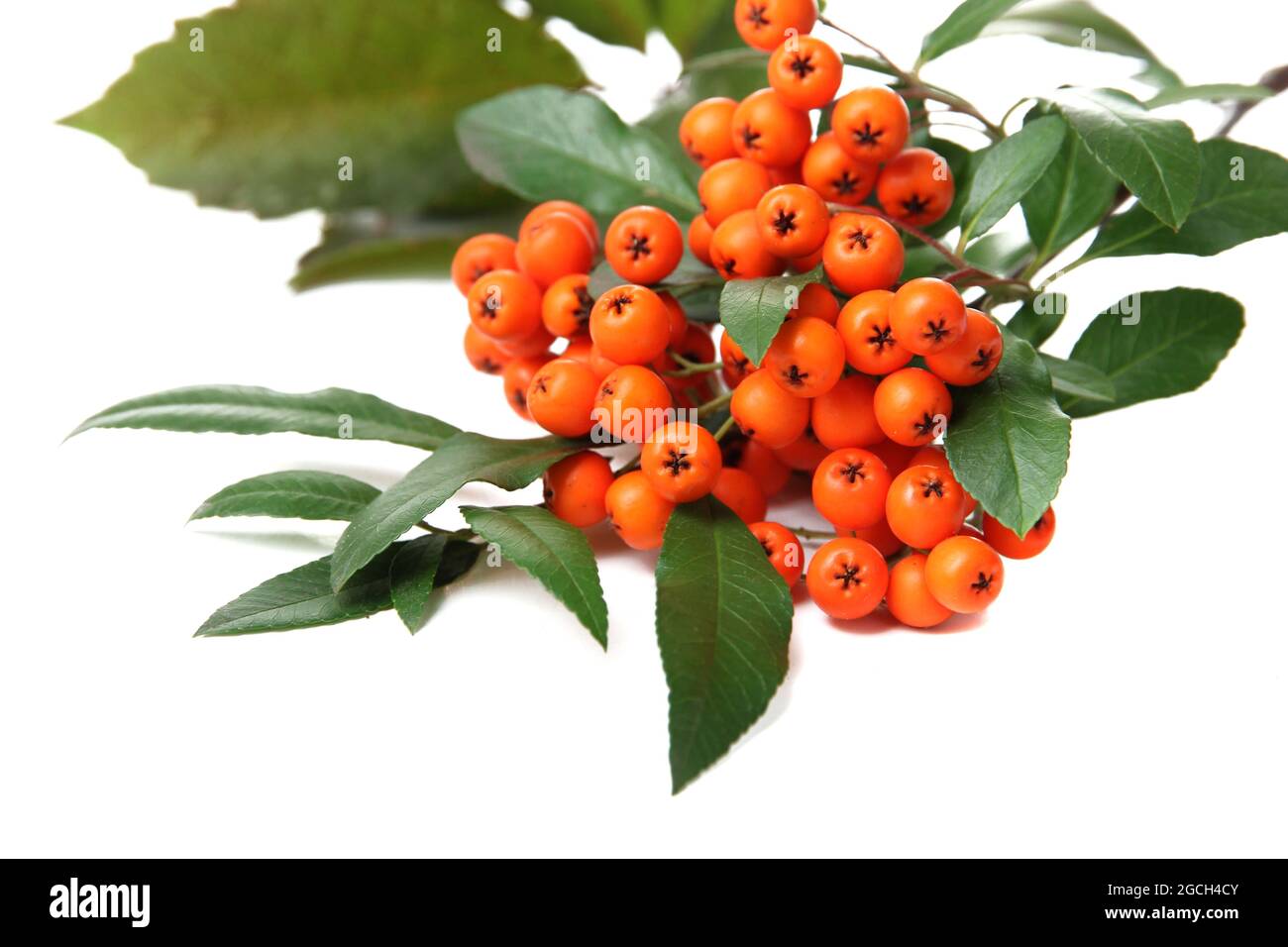 Pyracantha Firethorn orange berries with green leaves, isolated on ...