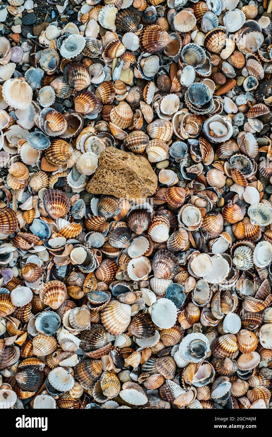 Shells of many types and sizes on the beach Stock Photo - Alamy