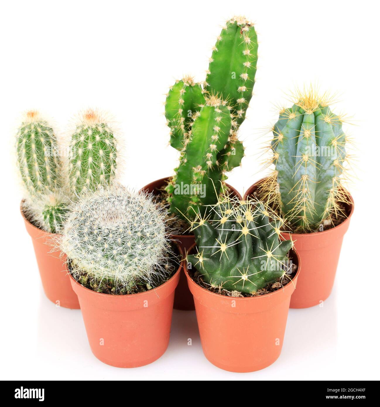 Collection of cactuses, isolated on white Stock Photo - Alamy