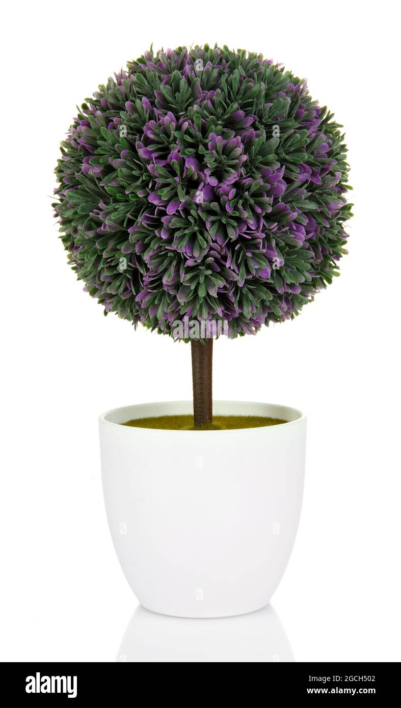 Decorative tree in pot isolated on white Stock Photo - Alamy