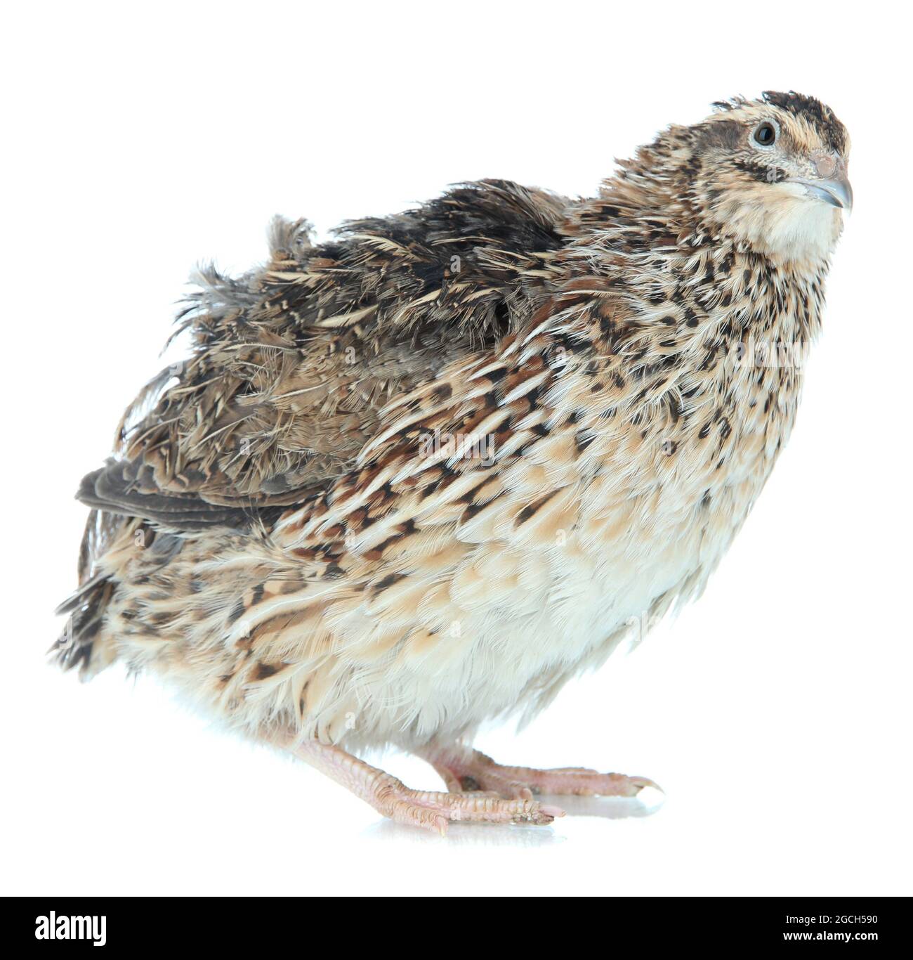 Young quail isolated on white Stock Photo - Alamy