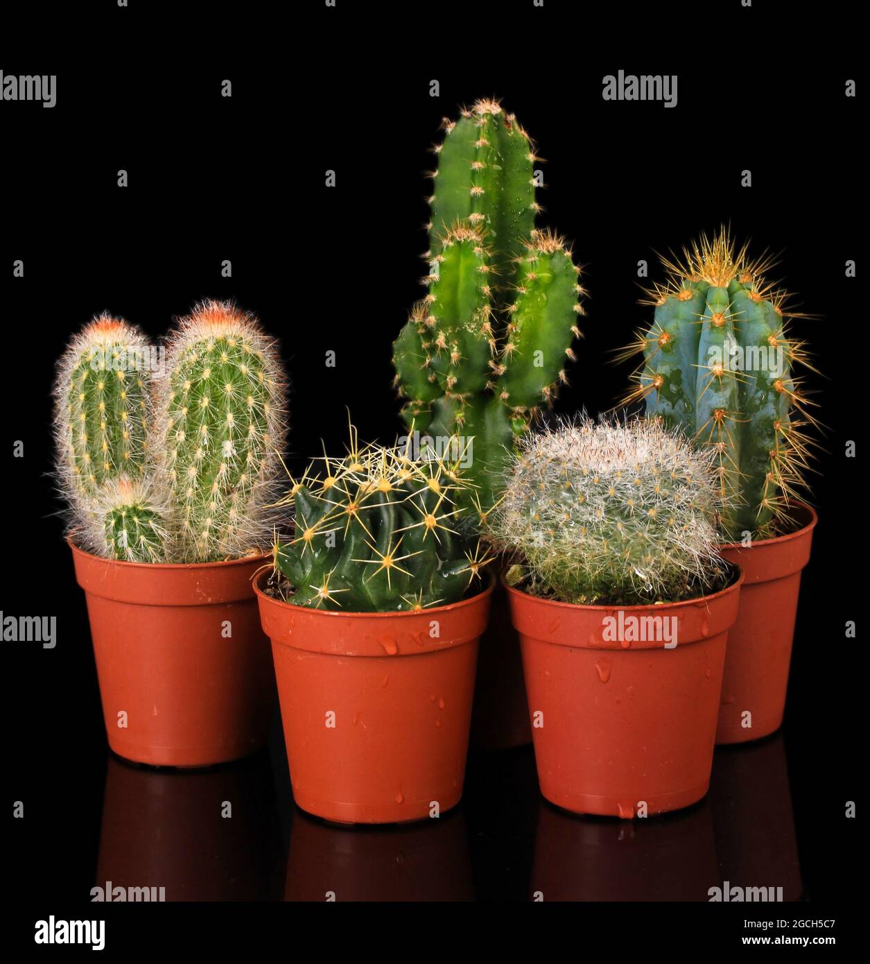 Collection of cactuses, isolated on black Stock Photo - Alamy