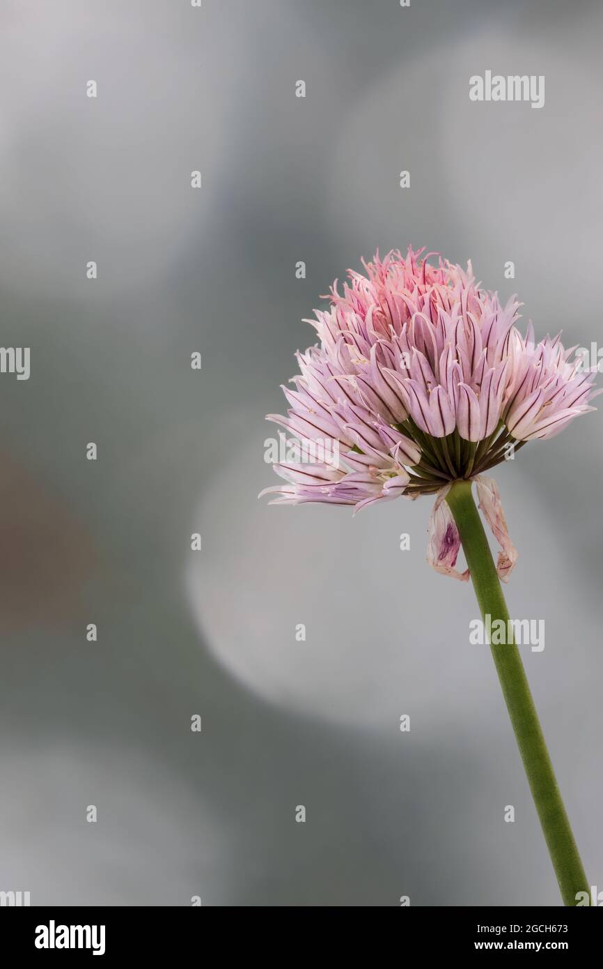 light rose bloom of a chive plant in front of blurry background Stock ...