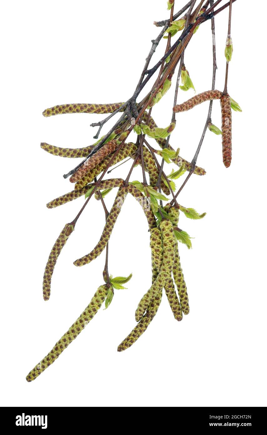 Spring April twigs with flowering buds and leaves of wild birch tree ...