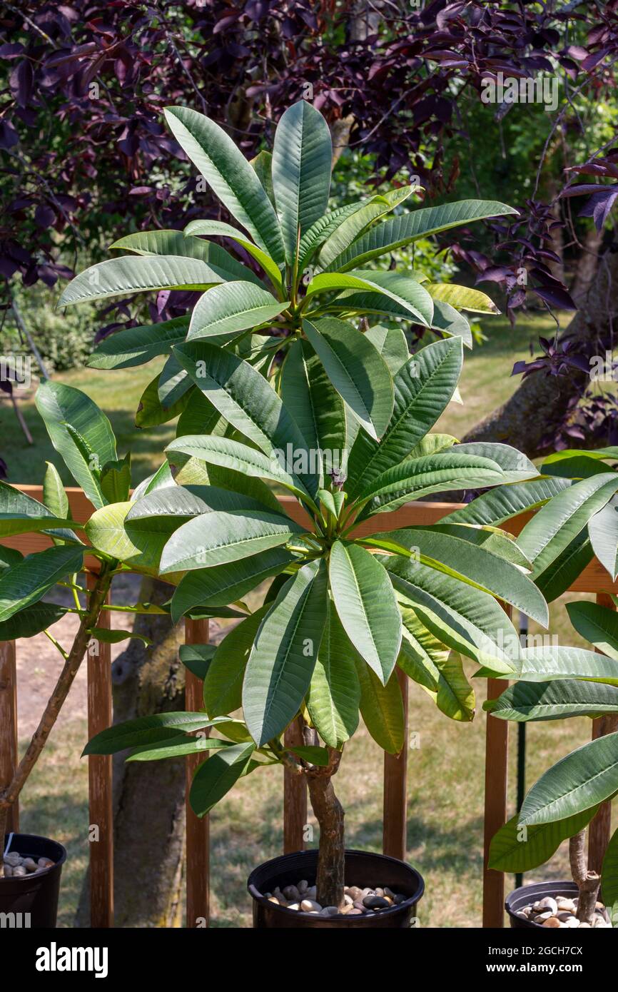 Potted Plumeria Tree