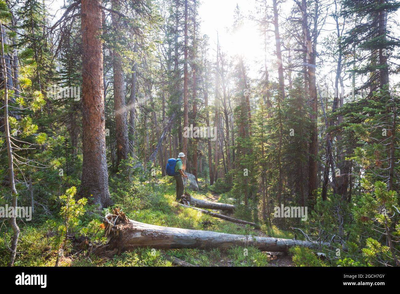 Hiking man in the forest Stock Photo - Alamy