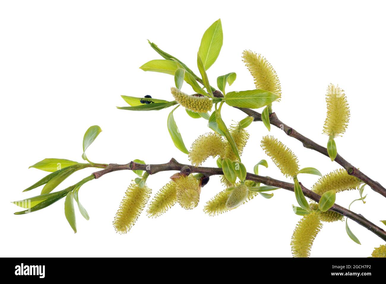 Spring April willow buds abd bugs. Isolated on white studio macro shot ...
