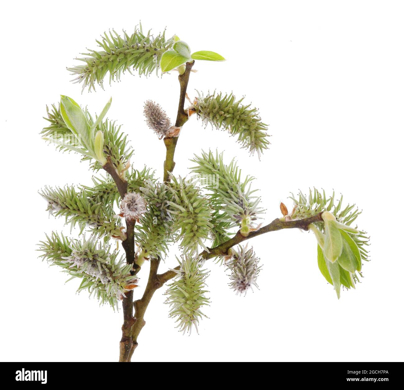 Spring April alder tree leaves and buds. Isolated on white studio macro ...