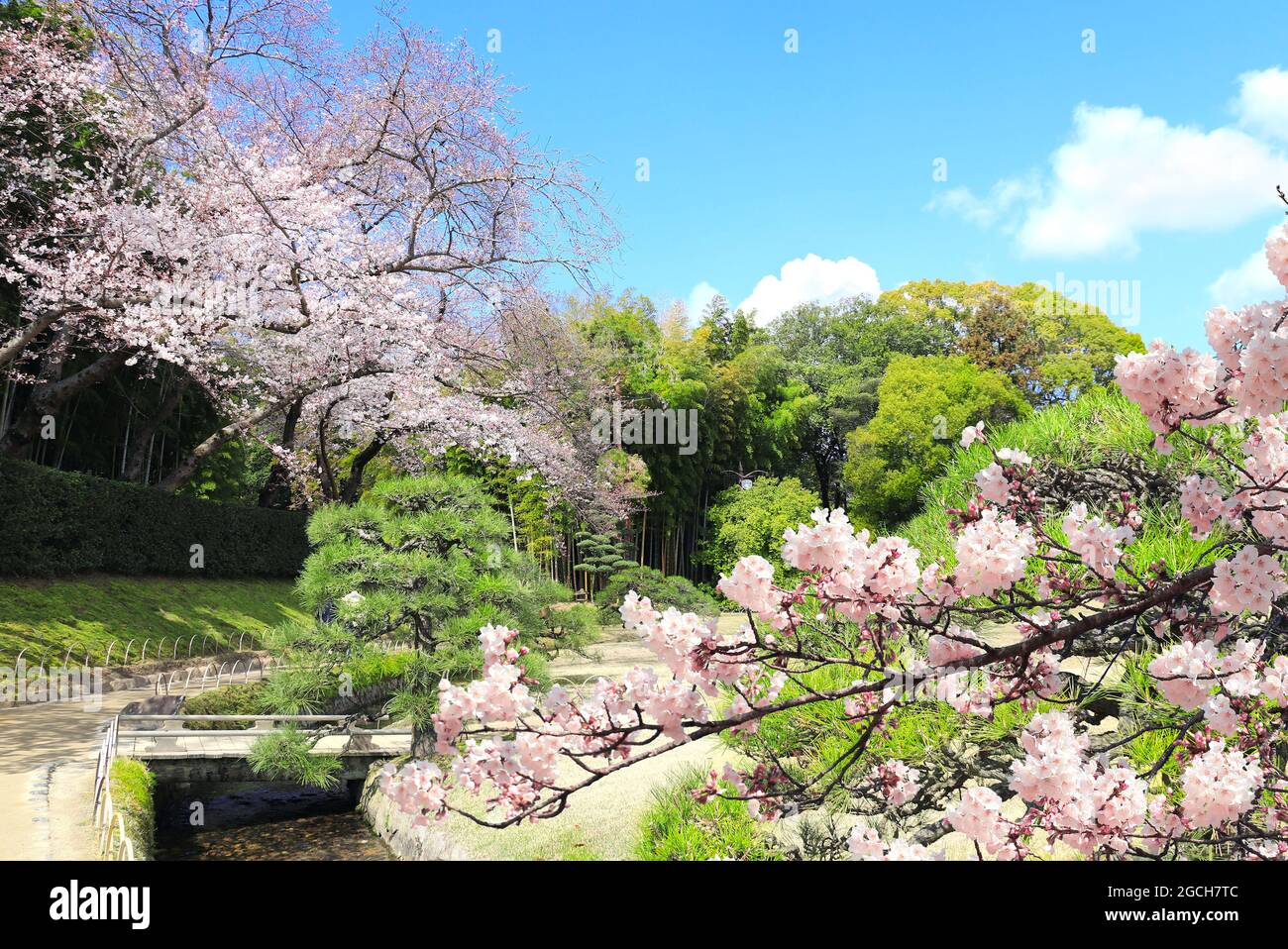 Japanese hanami festival when people enjoy sakura blossom. Cherry ...