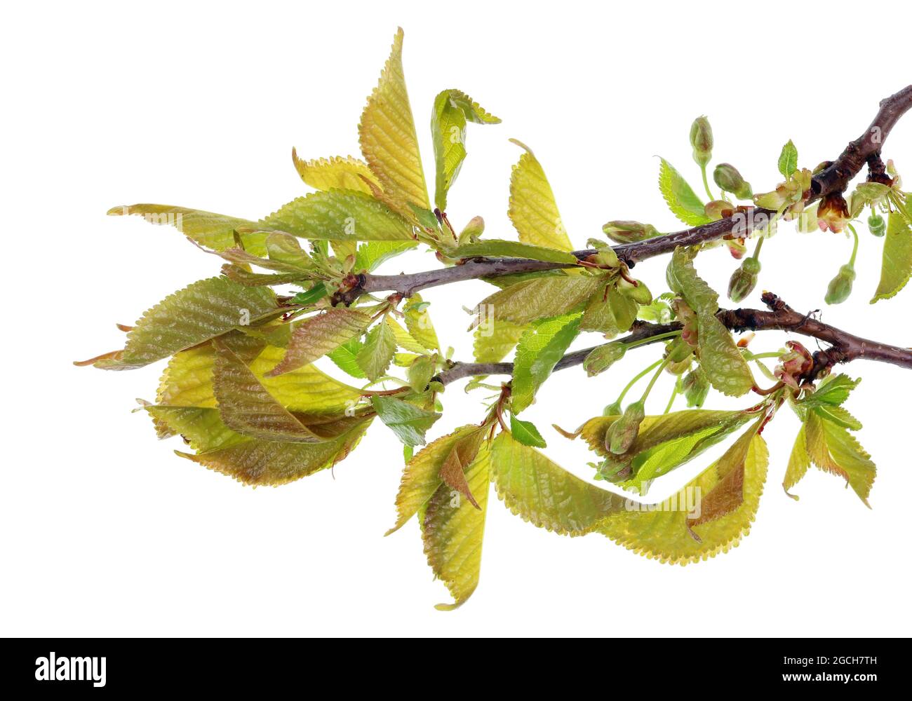 Spring April plum tree buds and leaves. Isolated on white studio macro ...
