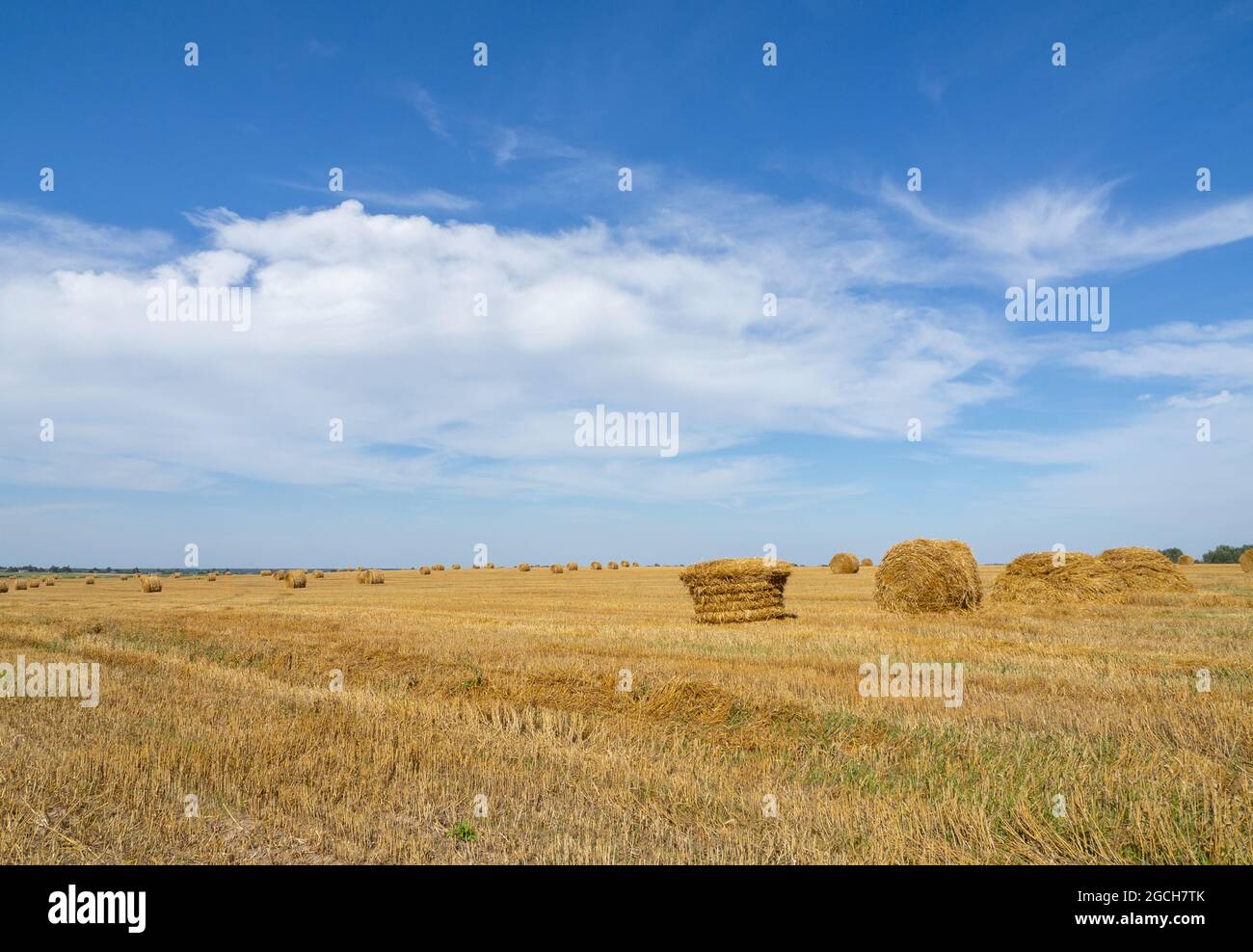 Field with wheat, rye. Farm with haystacks. Harvest season Stock Photo ...