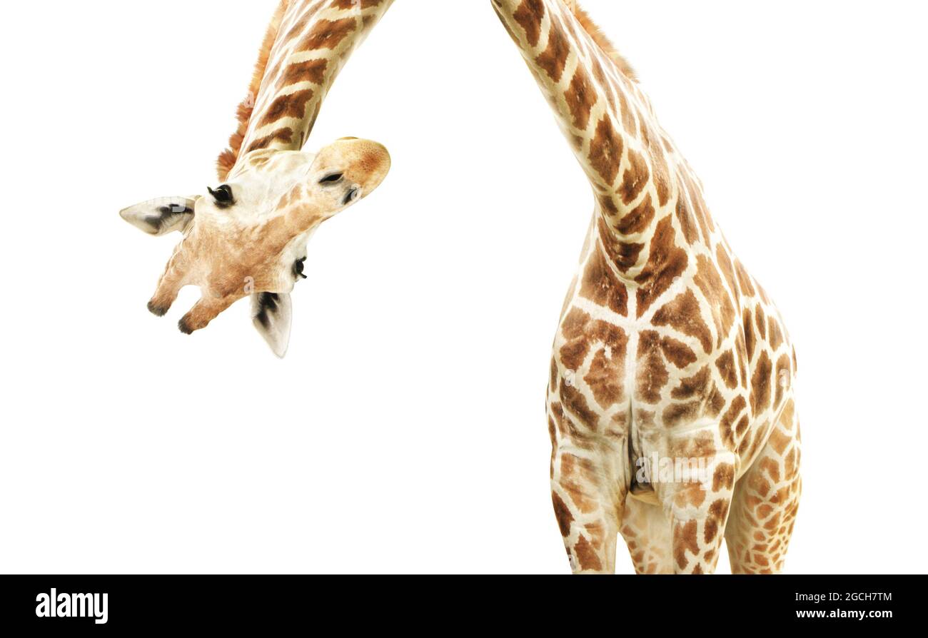 Giraffe face and neck Cut Out Stock Images & Pictures - Alamy