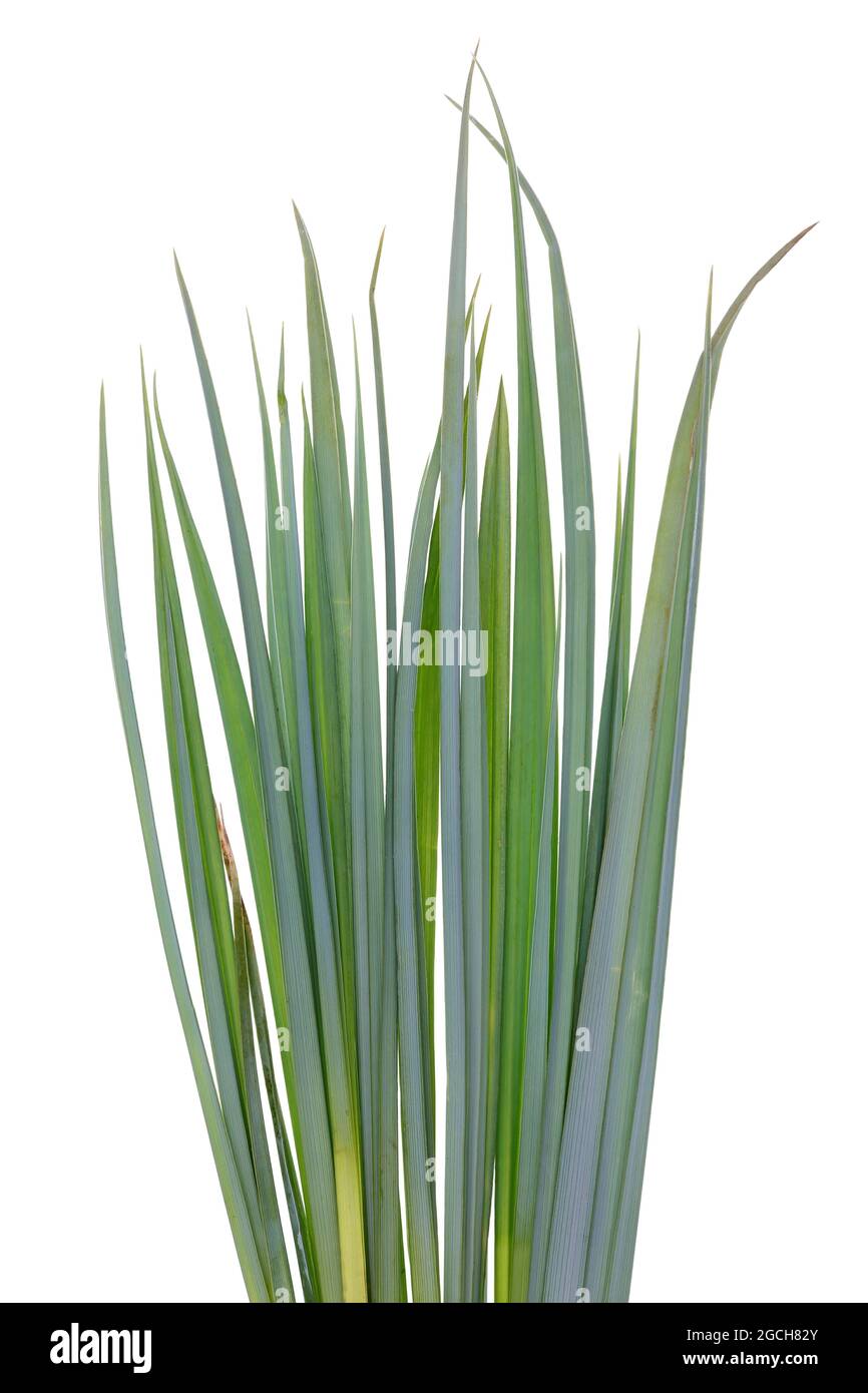 Green grass bush isolated on white macro Stock Photo - Alamy