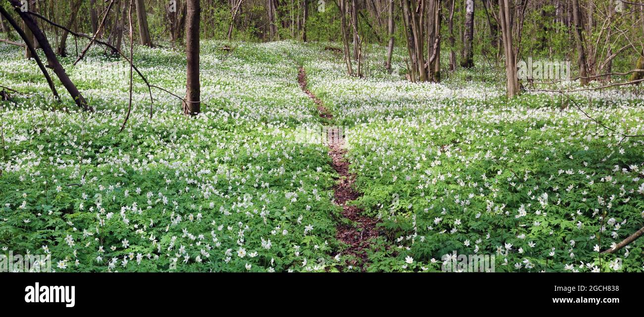 Glade snowdrops in spring sunny hi-res stock photography and images - Alamy