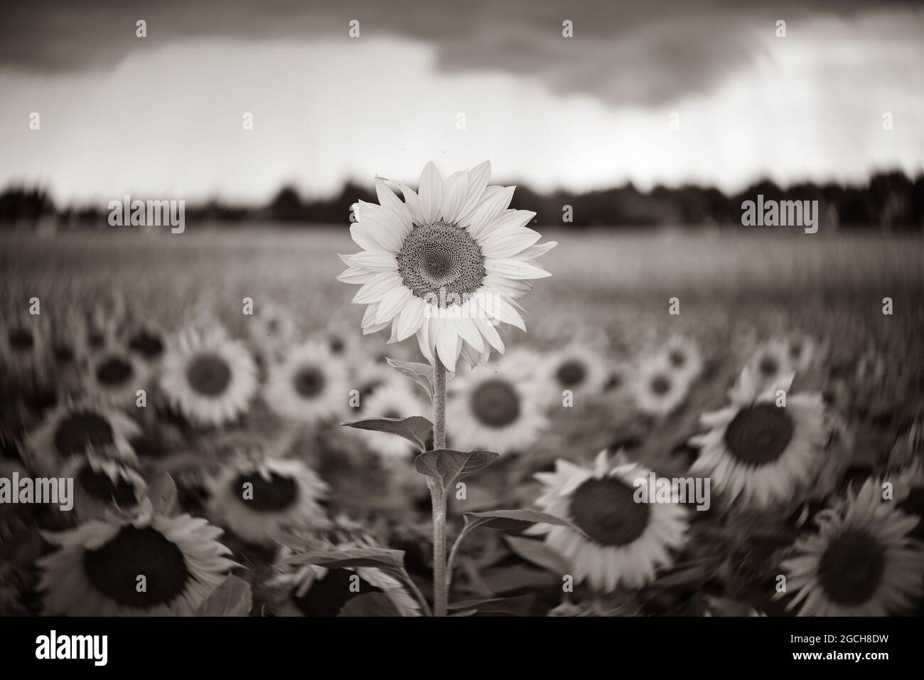 Sunflower close up. Center focus, swirling bokeh. Sepia toning Stock ...