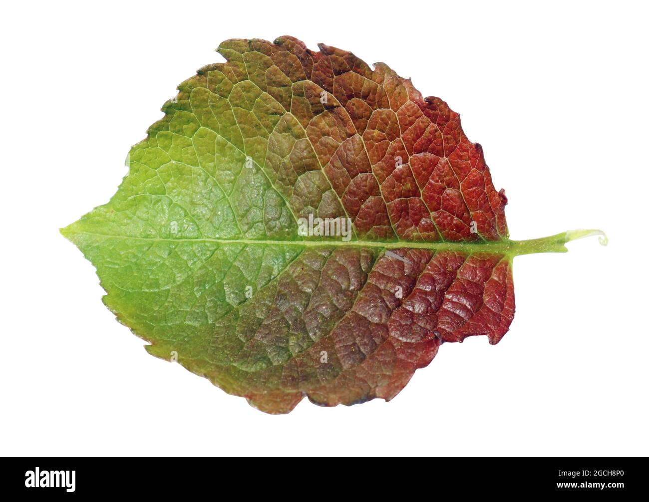 Aspen detail Cut Out Stock Images & Pictures - Alamy