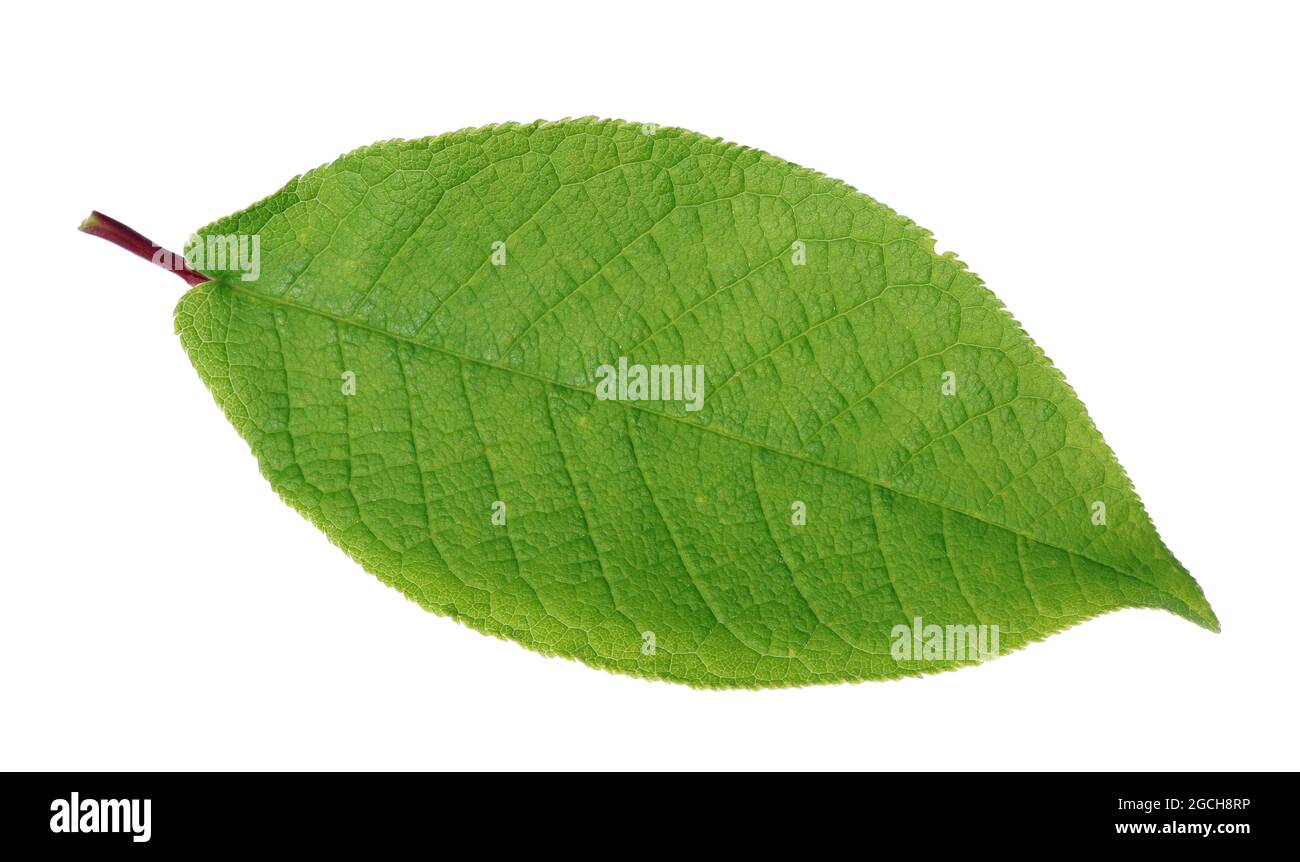 Green spring leaf of forest bush. Isolated on white macro Stock Photo ...