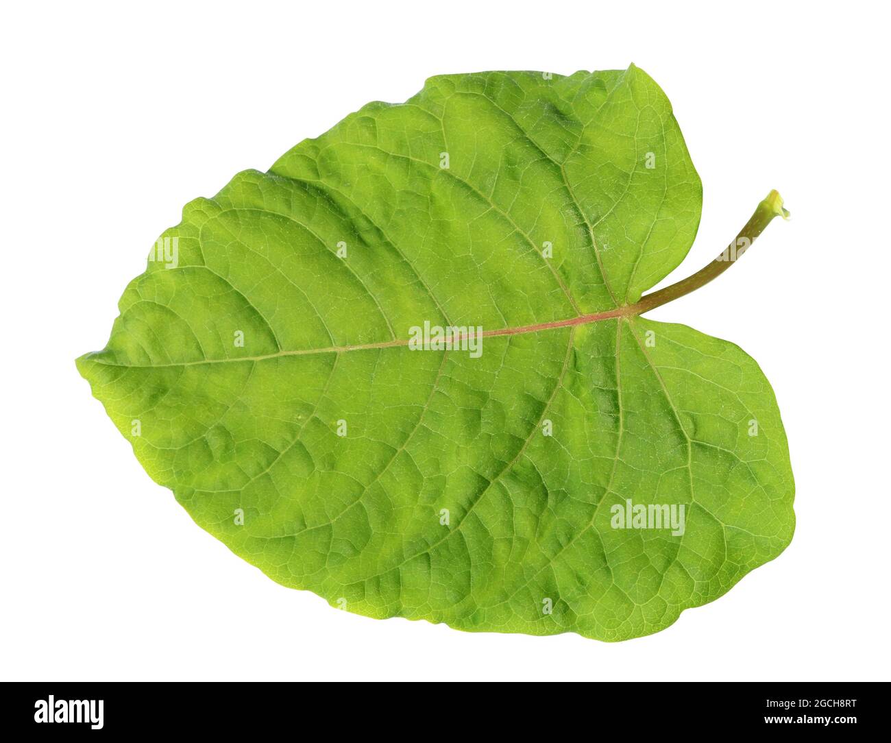 Angelica isolated hi-res stock photography and images - Alamy