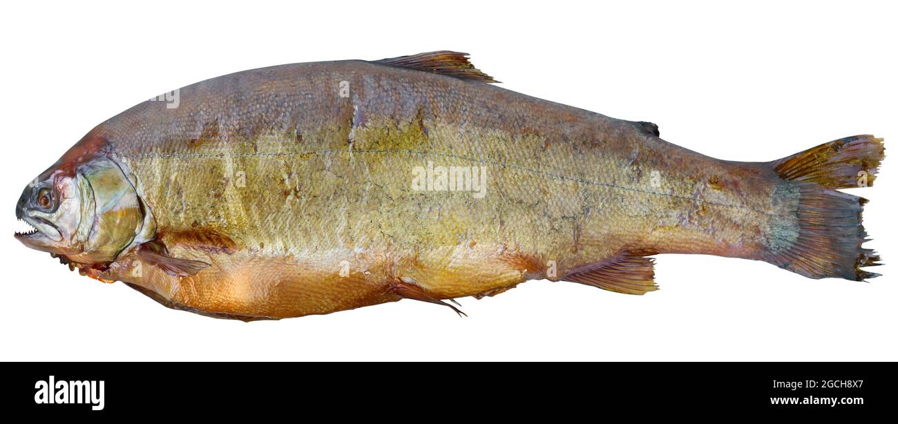 Fillet hot smoked fish Cut Out Stock Images & Pictures - Alamy