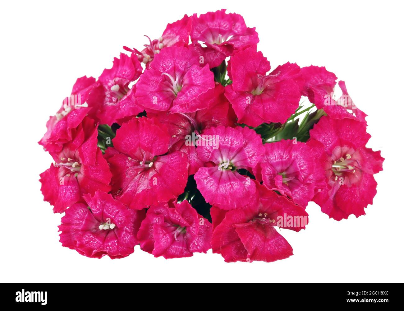 Red summer carnations flowers macro isolated Stock Photo - Alamy