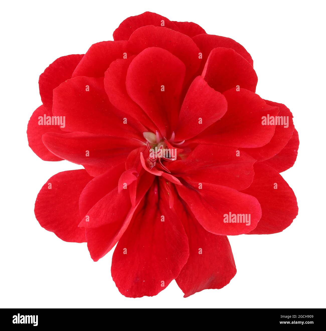 Geranium and hydrangea Cut Out Stock Images & Pictures - Alamy