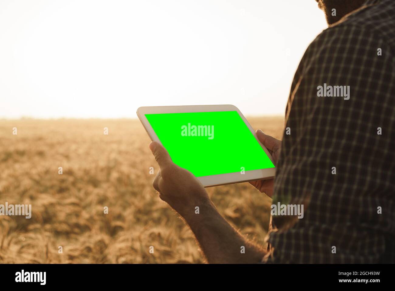 Closeup wheat in farmers hands hi-res stock photography and images - Alamy