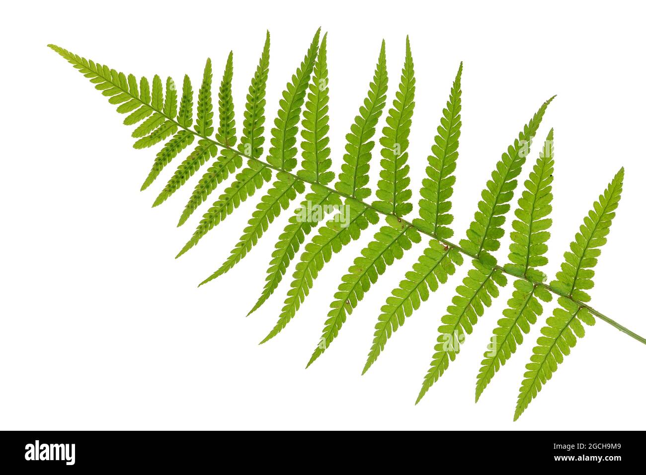 Real ferns Cut Out Stock Images & Pictures - Alamy