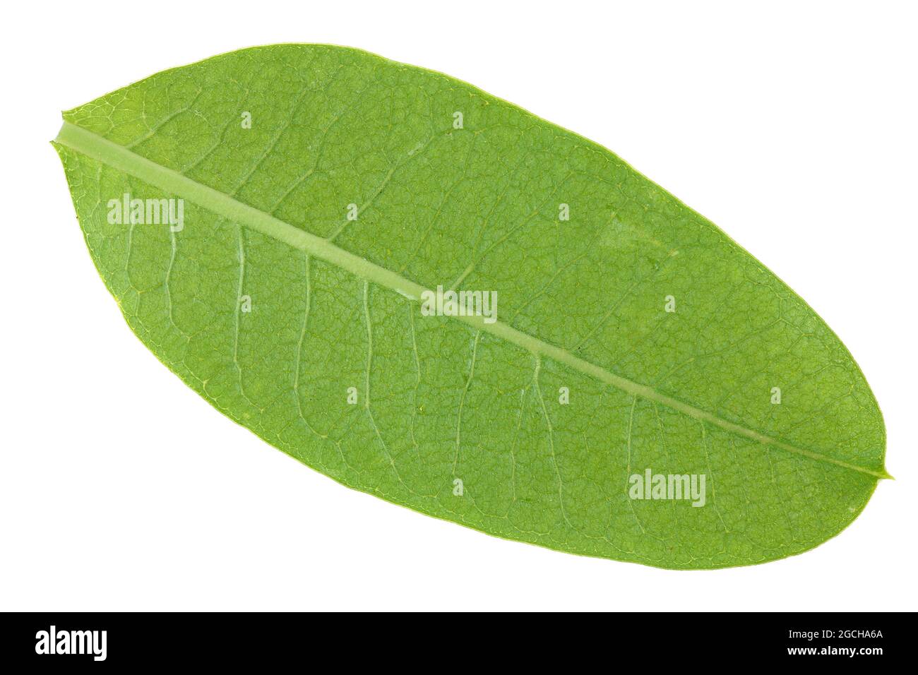 Oval leaf hi-res stock photography and images - Alamy