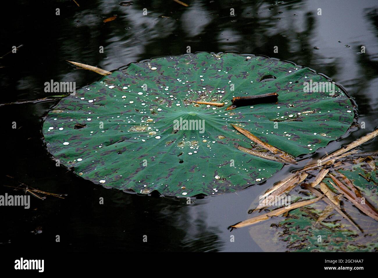 Floating Lotus Leaf in Pond Stock Photo - Alamy