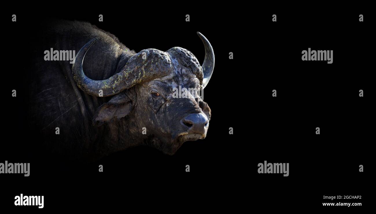 Angry looking bull hi-res stock photography and images - Alamy