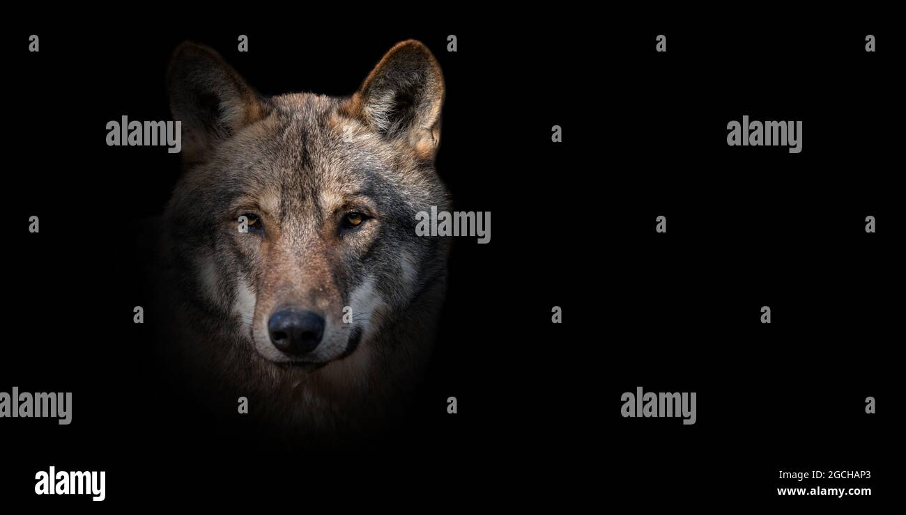 Black wolf face hi-res stock photography and images - Alamy