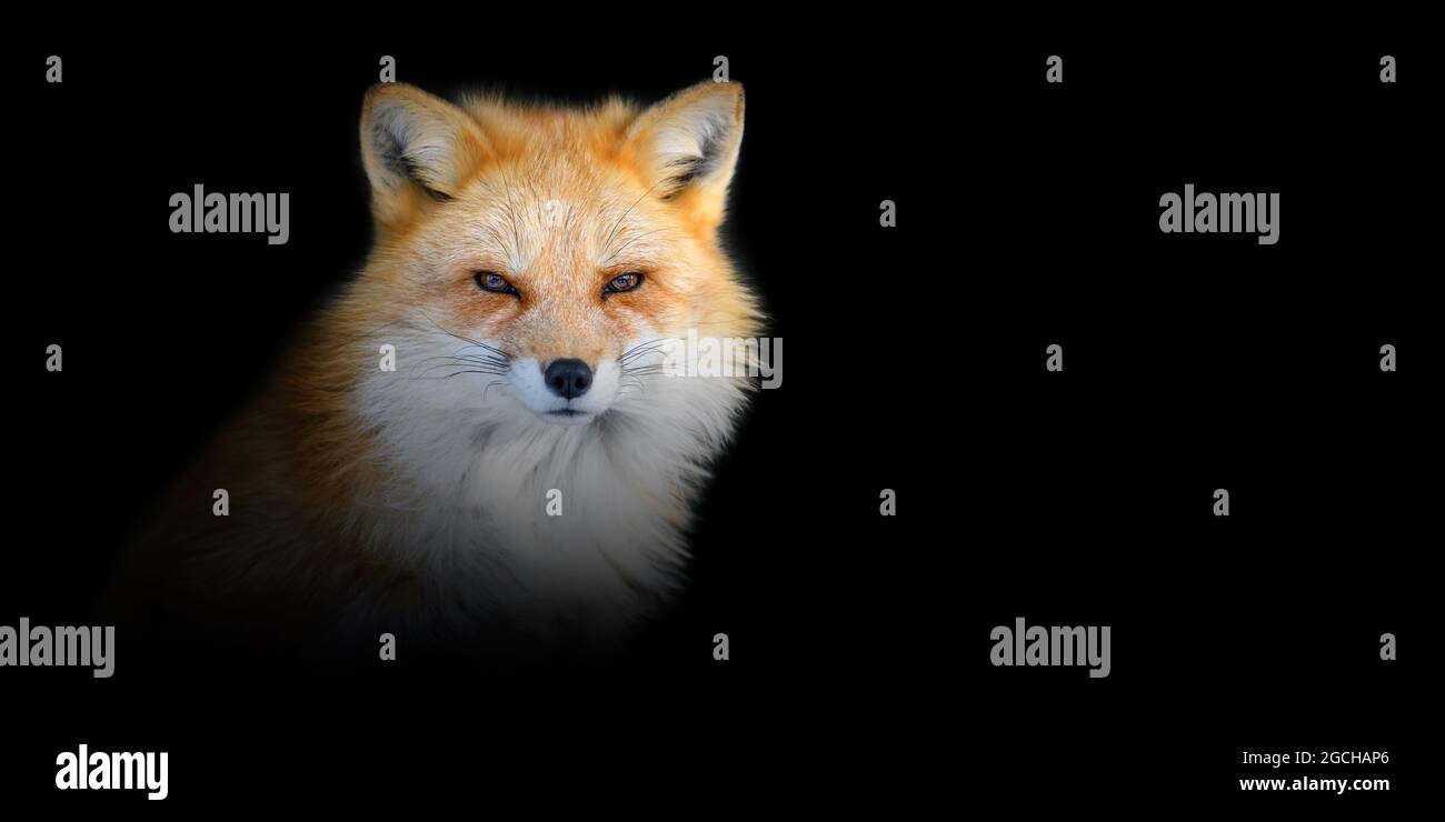 Fox dark art hi-res stock photography and images - Alamy