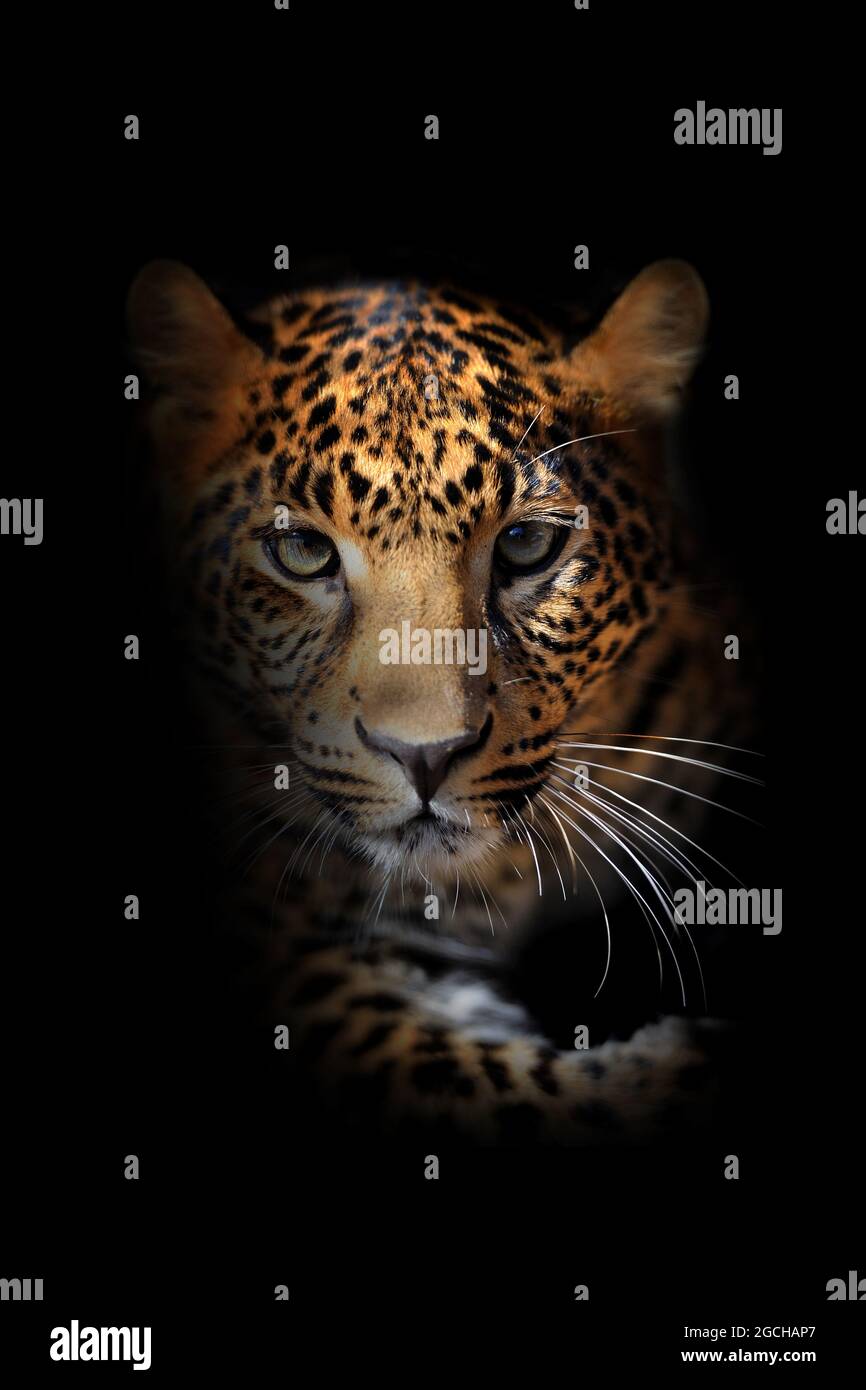 Eye leopard close up view hi-res stock photography and images - Alamy