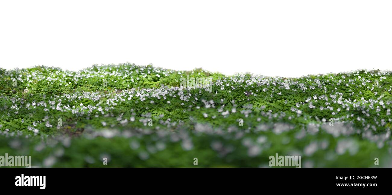 Grass and spring flowers isolated on white Stock Photo - Alamy