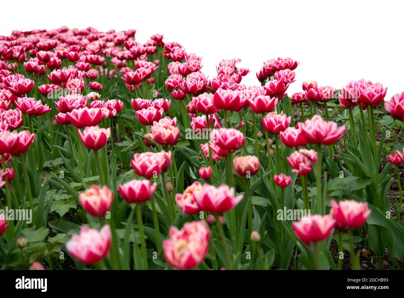 Grass and red spring flowers isolated on white Stock Photo - Alamy