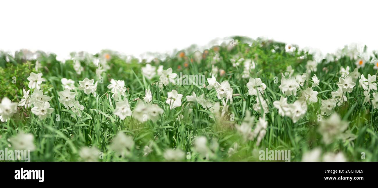 Grass and spring flowers isolated on white Stock Photo - Alamy