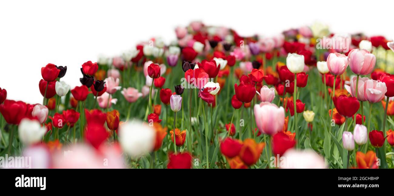 Grass and red spring flowers isolated on white Stock Photo - Alamy