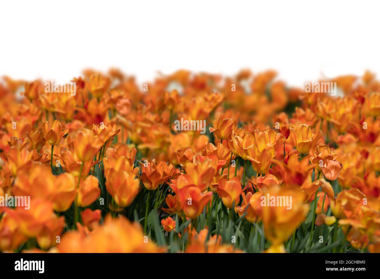 Grass and orange spring flowers isolated on white Stock Photo - Alamy