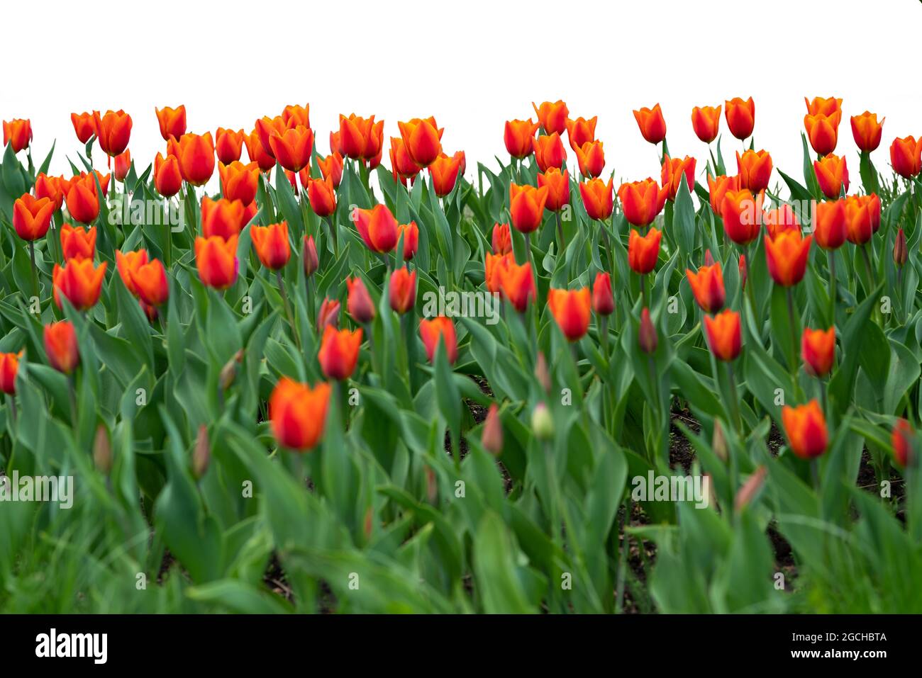 Grass and red spring flowers isolated on white Stock Photo - Alamy