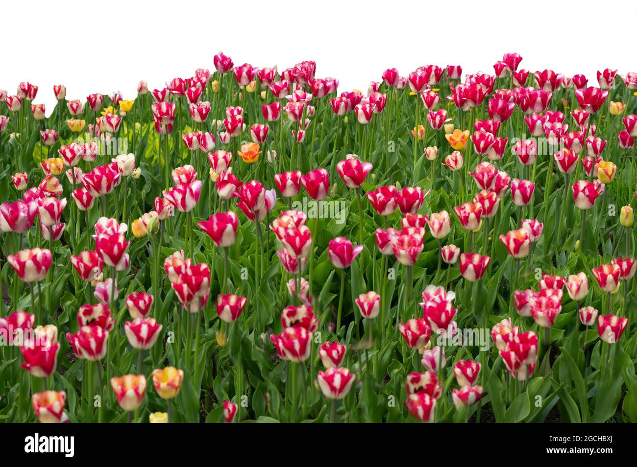 Grass and red spring flowers isolated on white Stock Photo - Alamy