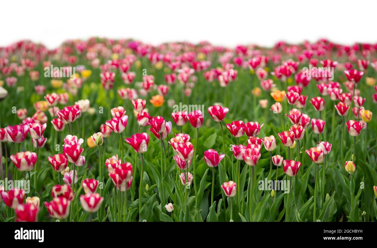Grass and red spring flowers isolated on white Stock Photo - Alamy