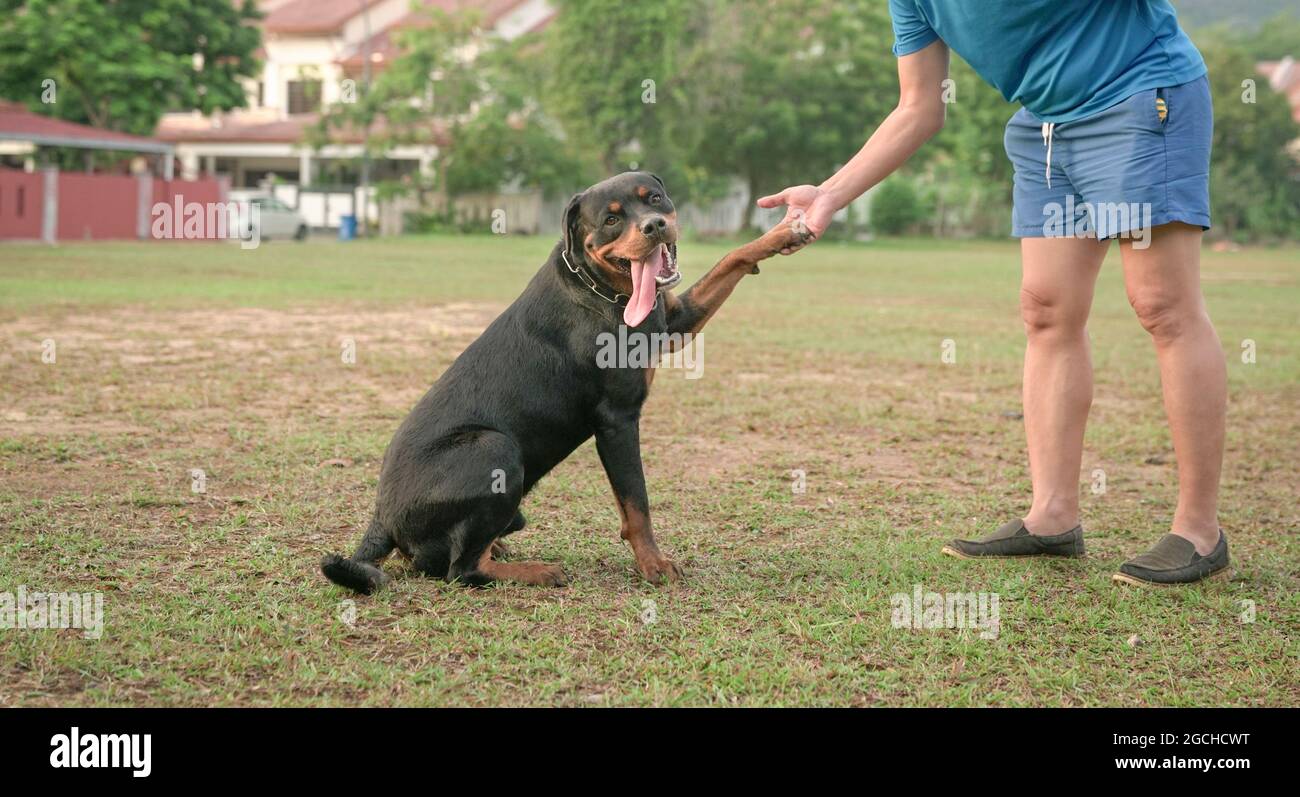 Dog Rottweiler paw reach out to touch man hand, hand shaking gesture ...