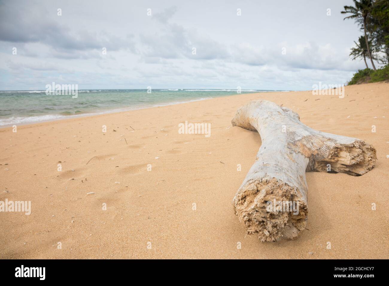 tree log on sand beach with ocean in bacground Stock Photo - Alamy