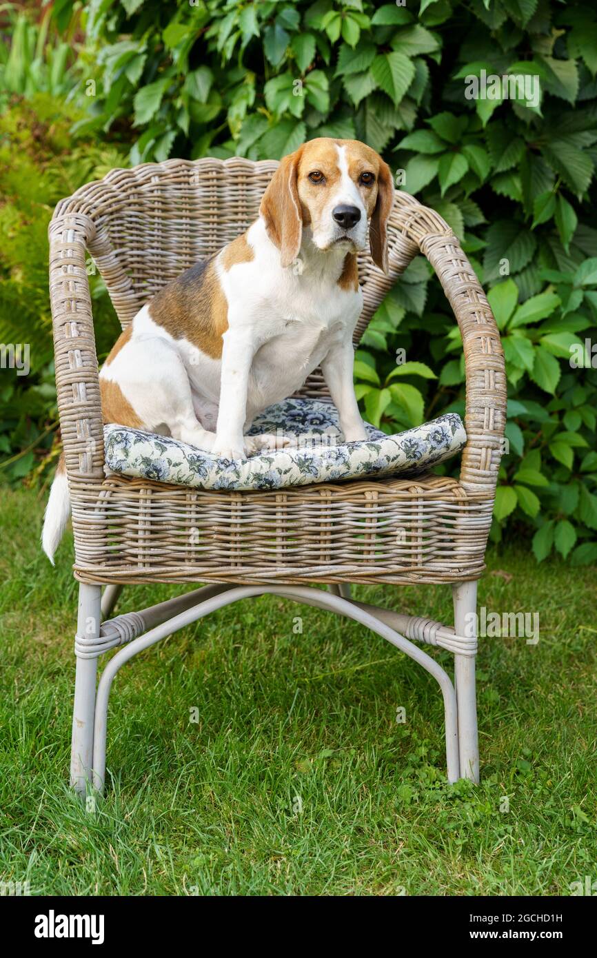 Beagle dog tree color in the garden sitting in the chair on the green ...