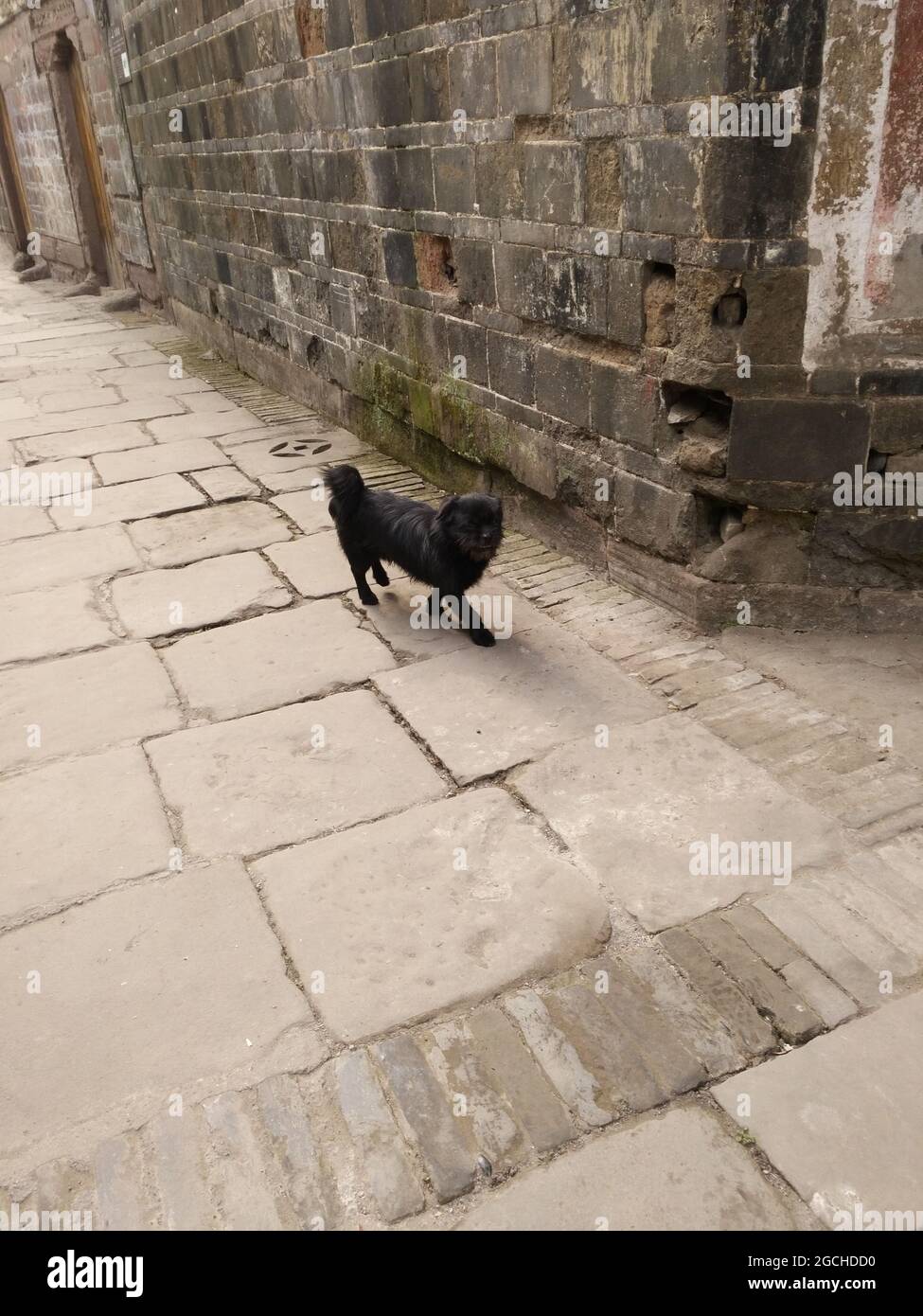 Puppy on pavement hi-res stock photography and images - Alamy