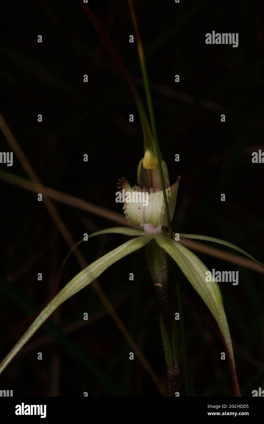 Australian native caladenia ground orchid hi-res stock photography and ...