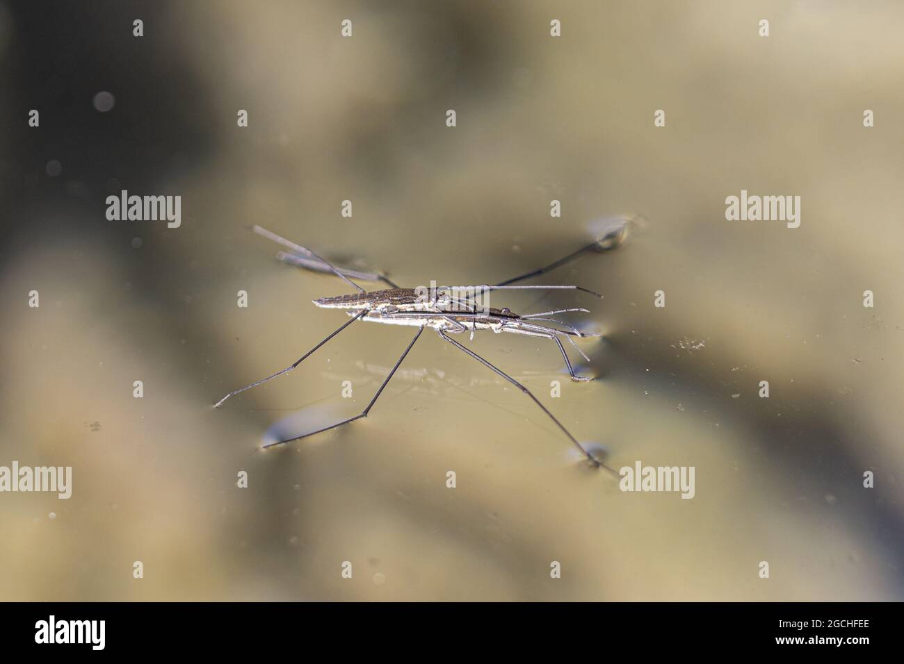 Crane flies mating hi-res stock photography and images - Alamy